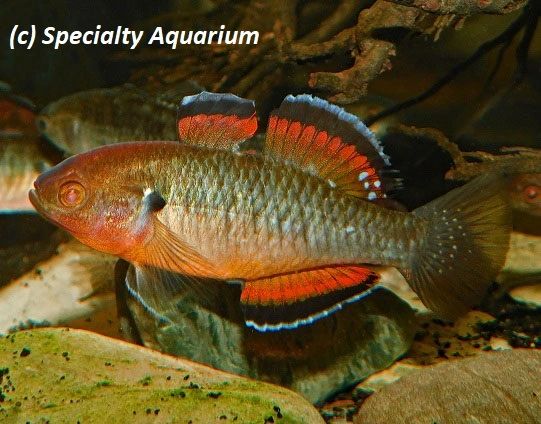 EMPIRE GUDGEON Hypseleotris compressa 3.5 - 4.0cm - Australian Native ...