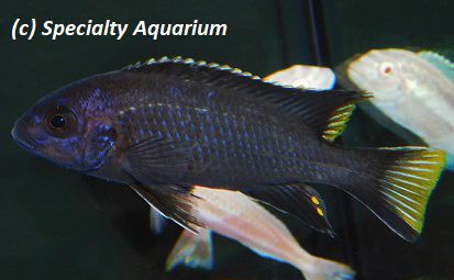 MALE Yellow Tail Black Acei Tanzania Cichlid 9.0 - 10.0cm ...