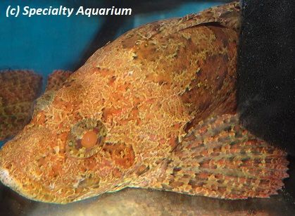 Freshwater Stonefish / Bullrout approx 20cm+ Australian native ...