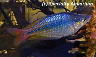 Davies Creek Kuranda Red Rainbowfish 6.0-6.5cm Beautiful Australian ...