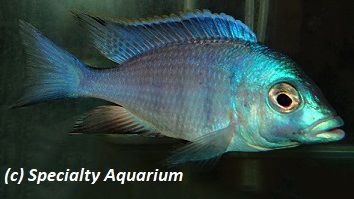 MALE Deepwater Electra Cichlids 7.5-8.0cm Placidochromis electra ...