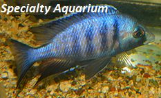 MALE Deepwater Electra Cichlids 8.5cm Placidochromis electra Deepwater ...