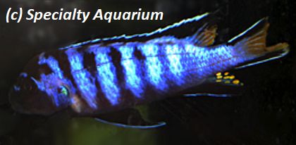 Elongatus Mphanga Cichlid aka Mpanga Cichlid 5.0 - 5.5cm Pseudotropheus ...