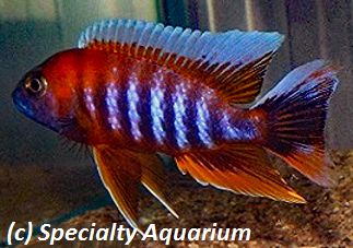 Super Red Eureka Red Jacobfreibergi Peacock Cichlid 4.0 - 4.5cm ...