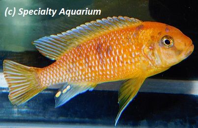 OB Orange Blotch / Marbled Pulu Point Red Zebra 4.0 - 4.5cm African ...