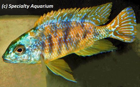 Rare Marbled Protomelas spilinotus 6.0 - 6.5cm Lake Malawi African ...