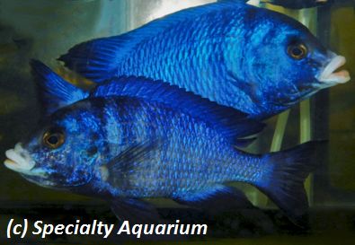 Mdoka White Lips Cichlid 4.0cm Placidochromis phenochilus sp., Mdoka ...