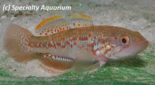 DISPLAY New species Dwarf Mogurnda Sp., Highlands / Tablelands 7.0-7 ...
