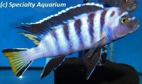 MALE Elongatus Mphanga Cichlid 8.5cm aka Mpanga Cichlid Pseudotropheus ...