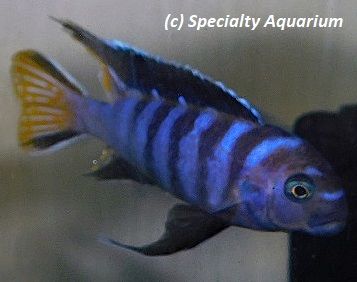 LARGE DISPLAY MALE Elongatus Mphanga Cichlid aka Mpanga Cichlid 9.5-10 ...