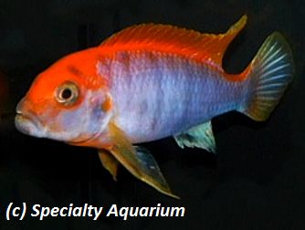 *RARE* MALE Neon Hongi Cichlid 8.5cm Lake Malawi African Mbuna Cichlids ...