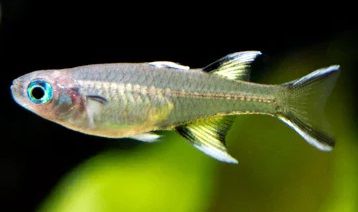 Pacific Blue Eyes 2.5 - 3.5cm Pseudomugil signifer Australian native ...