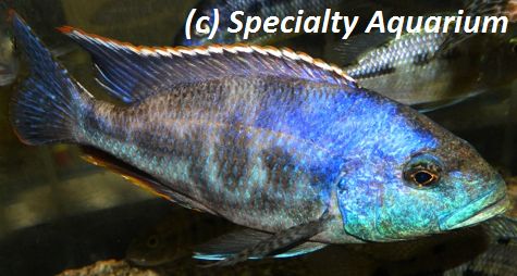 MALE Polystigma Cichlid 14.0-14.5cm Nimbochromis polystigma - Lake ...