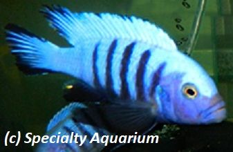 Pulpican Cichlid 3.5cm aka Kingsizei Cichlids Metriaclima Pulpican ...