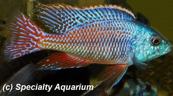 Red Empress Cichlid 8.0-8.5cm Protomelas taeniolatus Lake Malawi ...