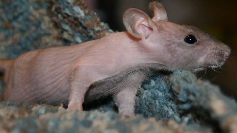 Ratty Info & Resources