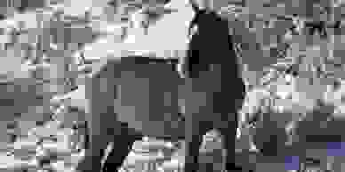 Animal Communication & Healing