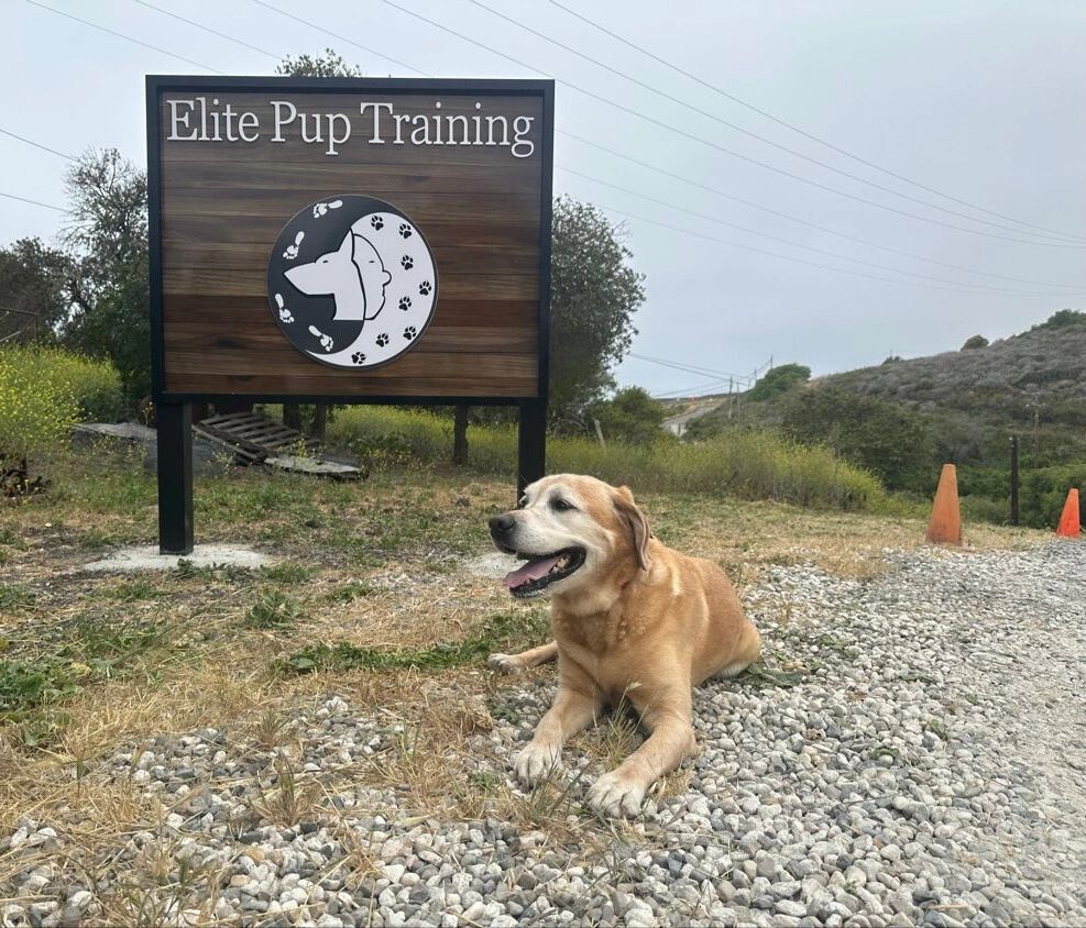 Professional Dog Trainer - Elite Pup Training
