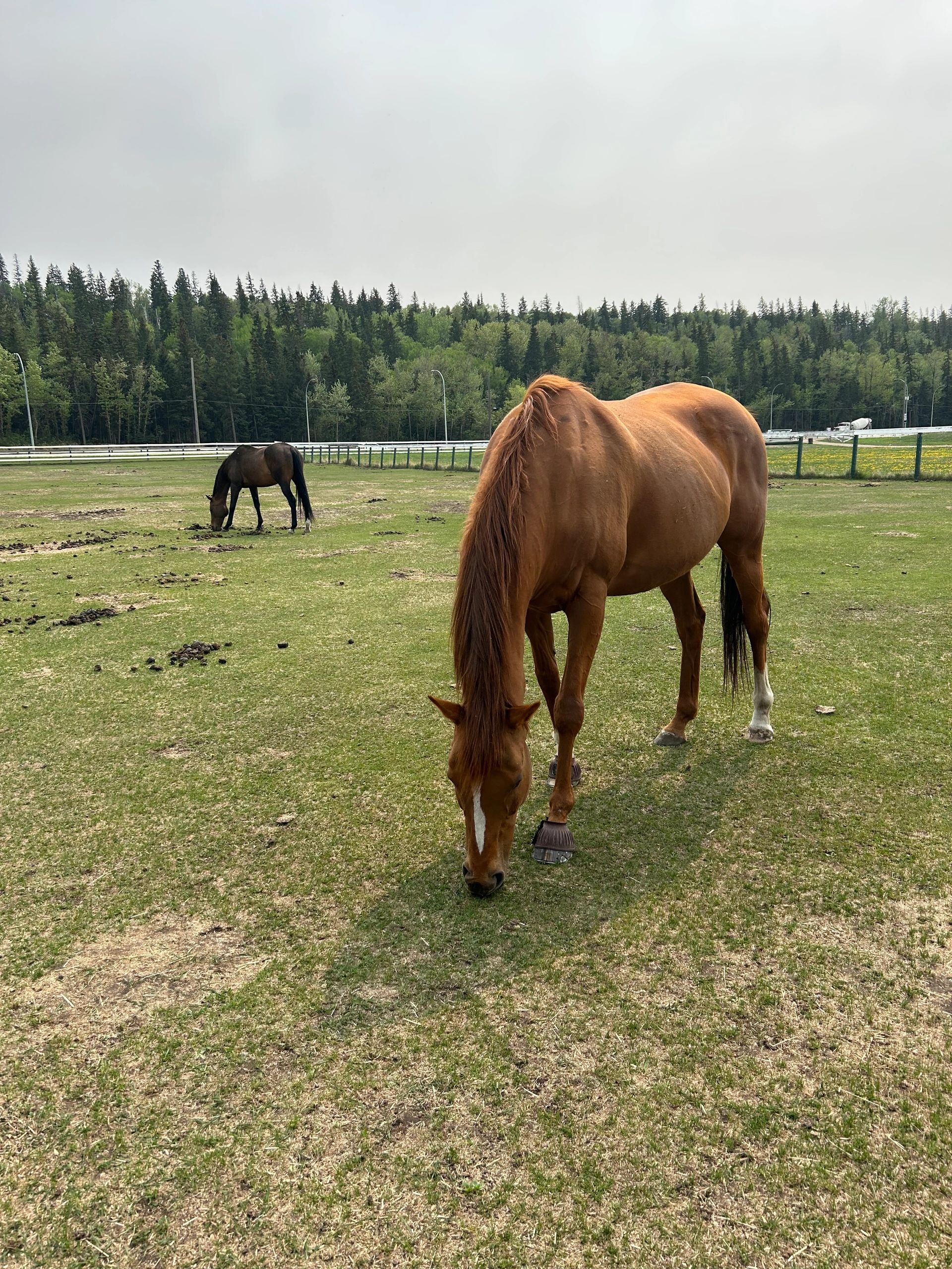 Events | Dr. Lisa Smithson