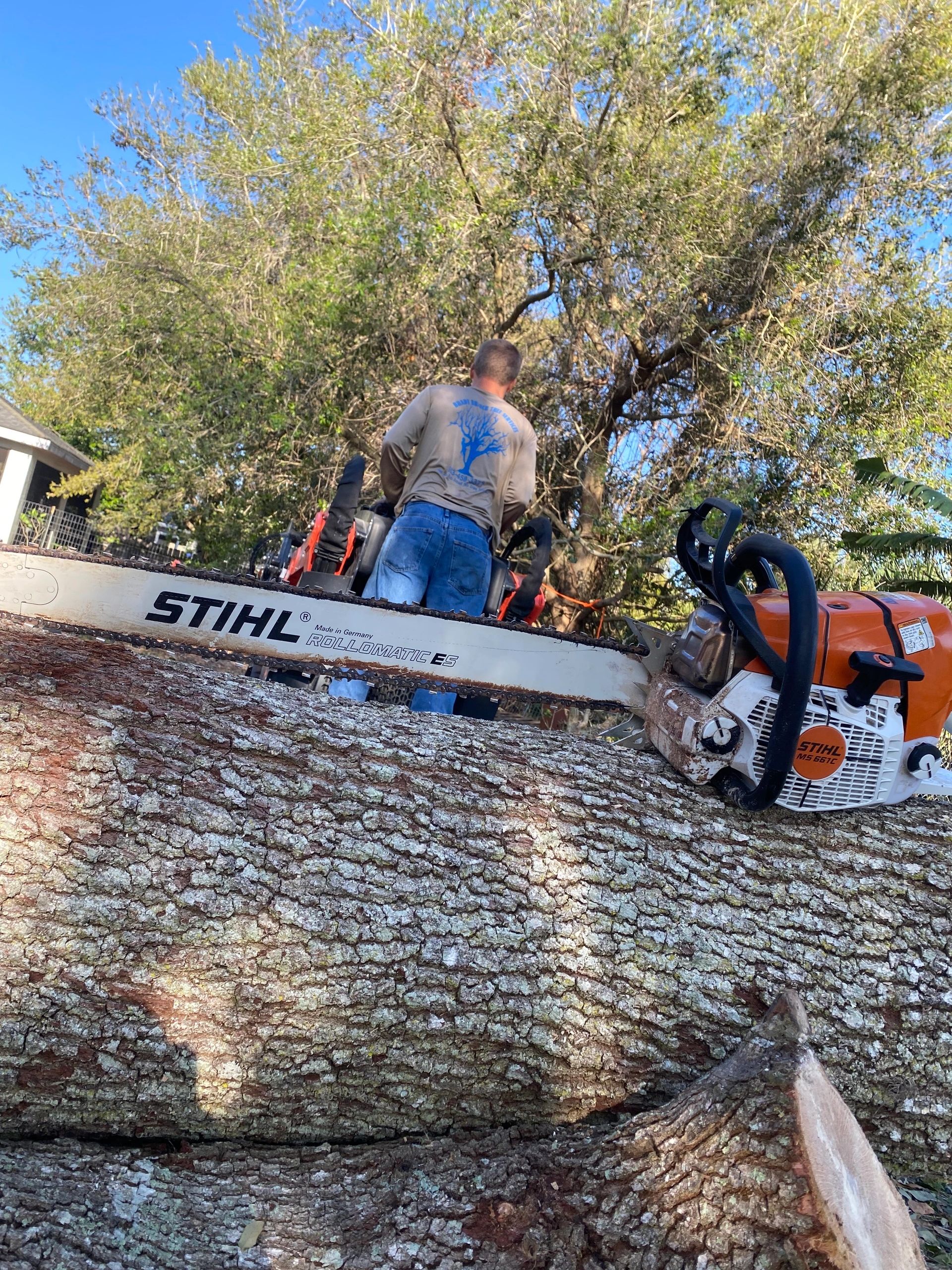 Tree Removal near me, brady branch tree services, Tree removal punta ...