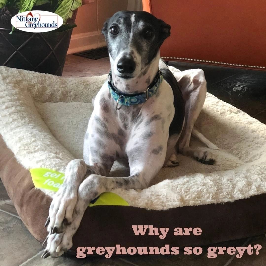 Why are Greyhounds Great?