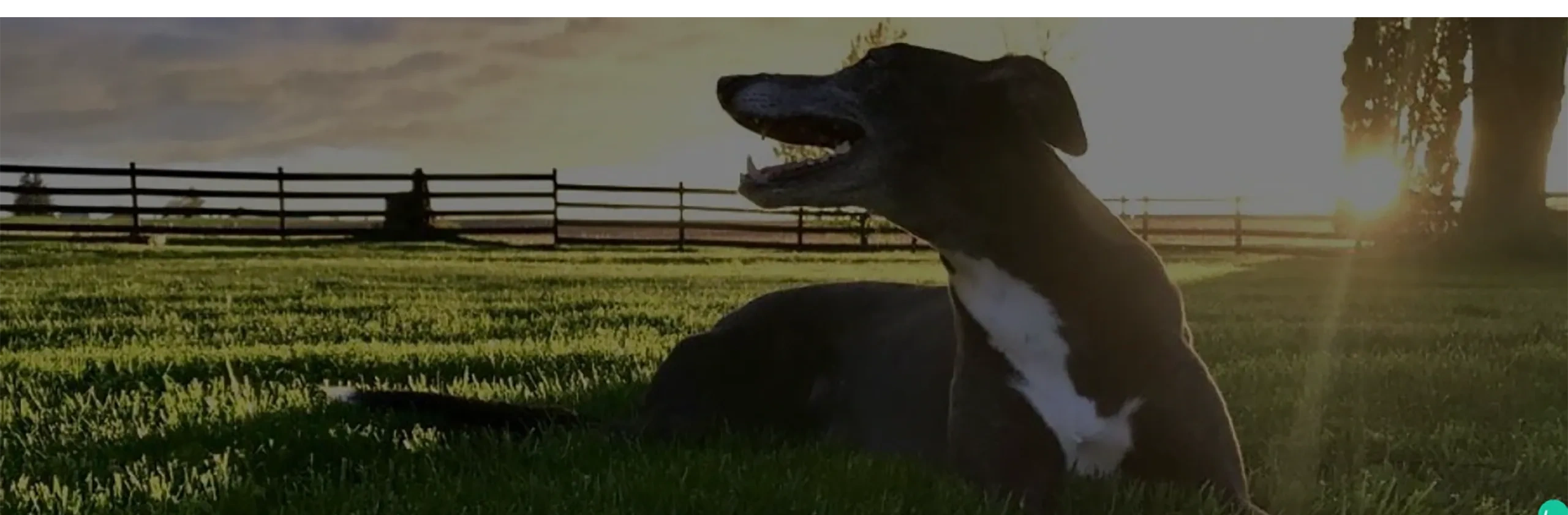 GIG Registration | Nittany Greyhounds, Inc