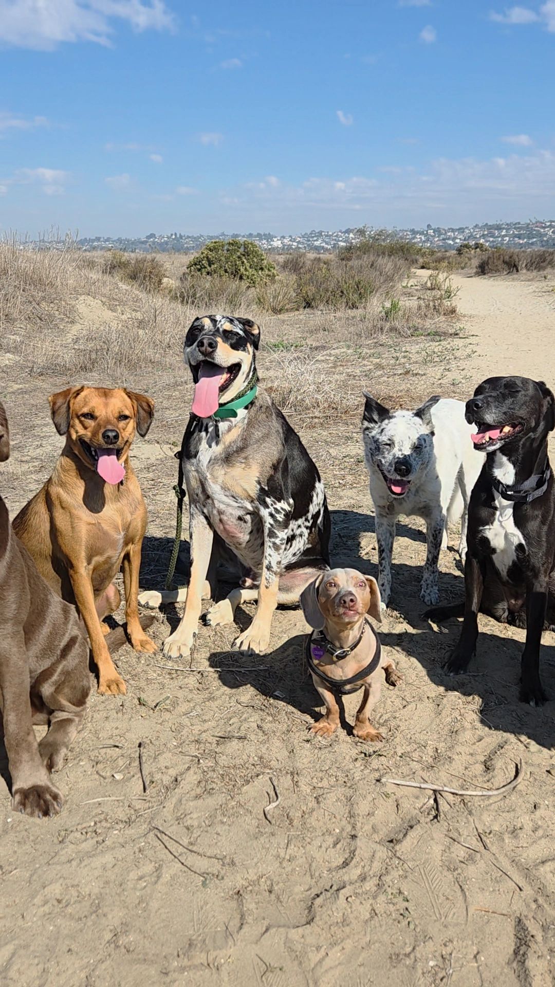 Adventure K9 Ranch and Training