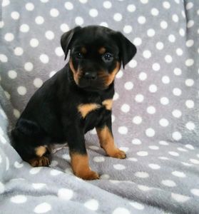 Mini Rottweilers
