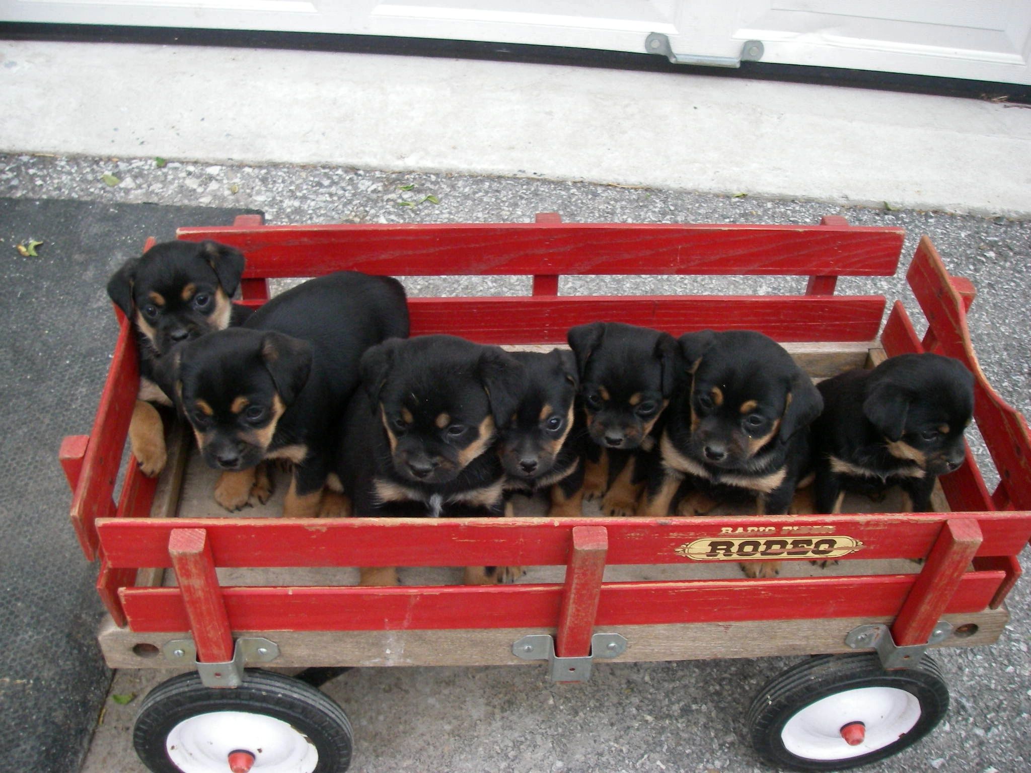 Countryside Puppies - Puppies for Sale, Miniature Rottweilers