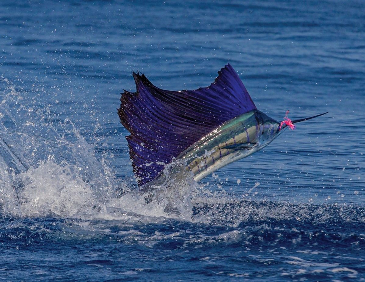 Stuart Sailfish Club