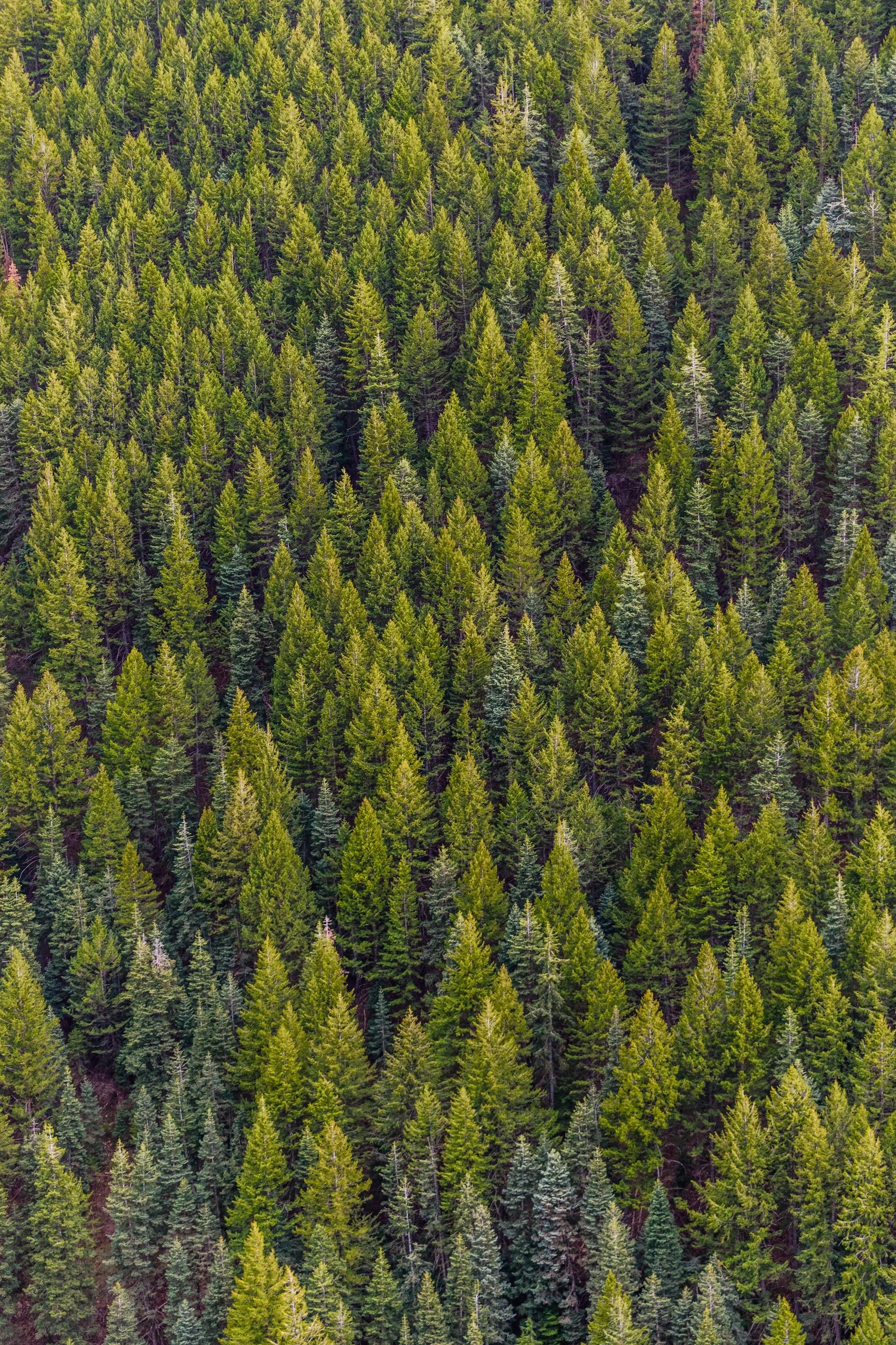 Red Cedar Solutions LLC