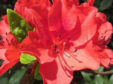AZALEAS - Grumbles House