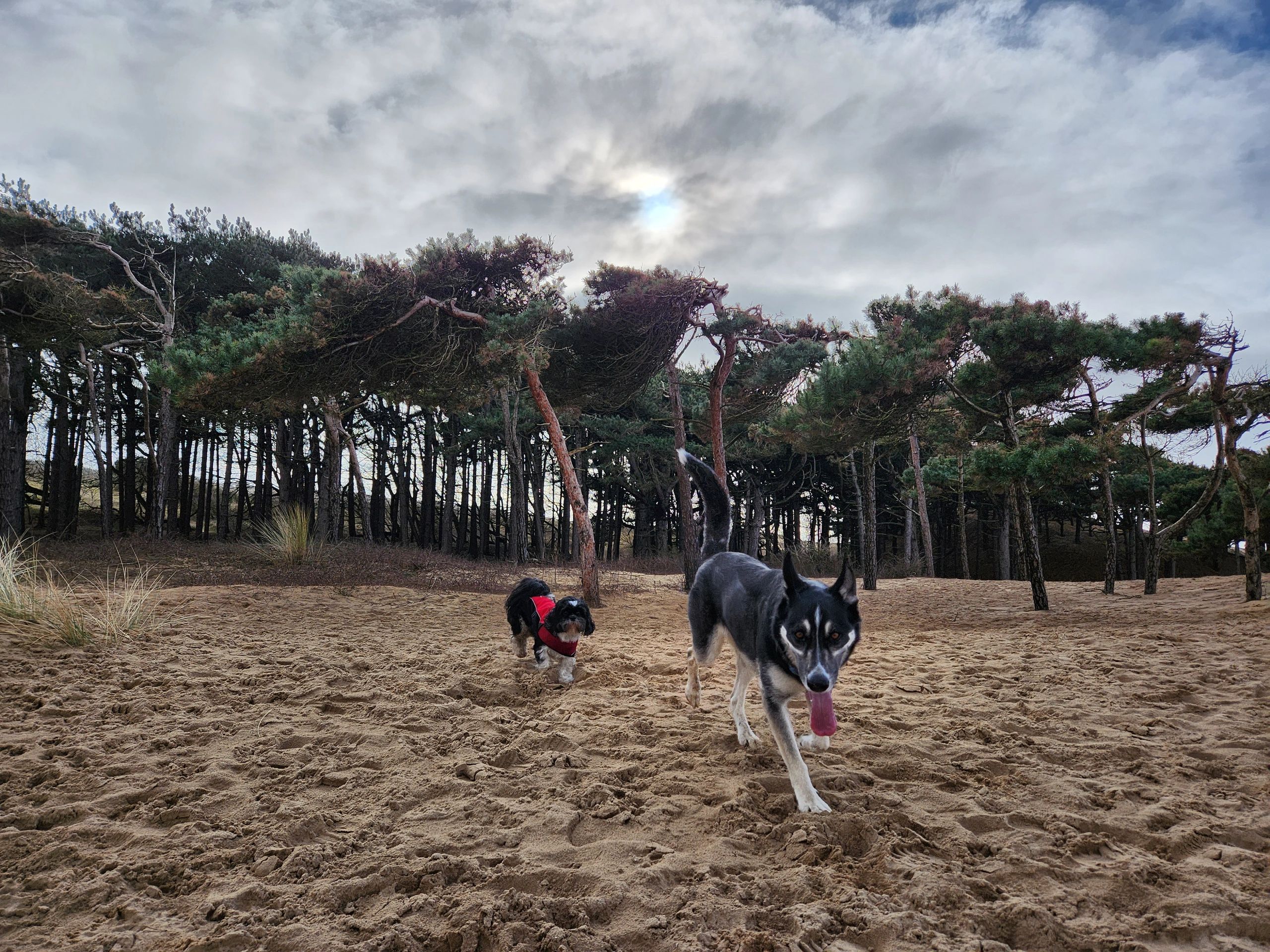 Parkside Dog Retreat