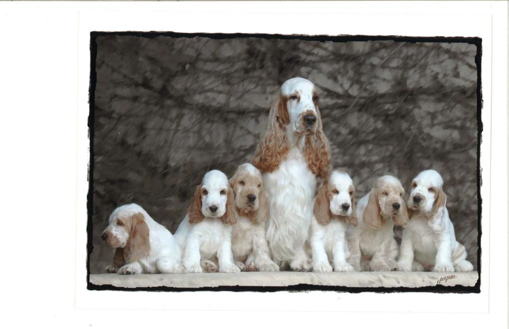 English Cocker Spaniel Club of Southern California