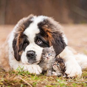 Vizoovet - Eye Drops For Dogs