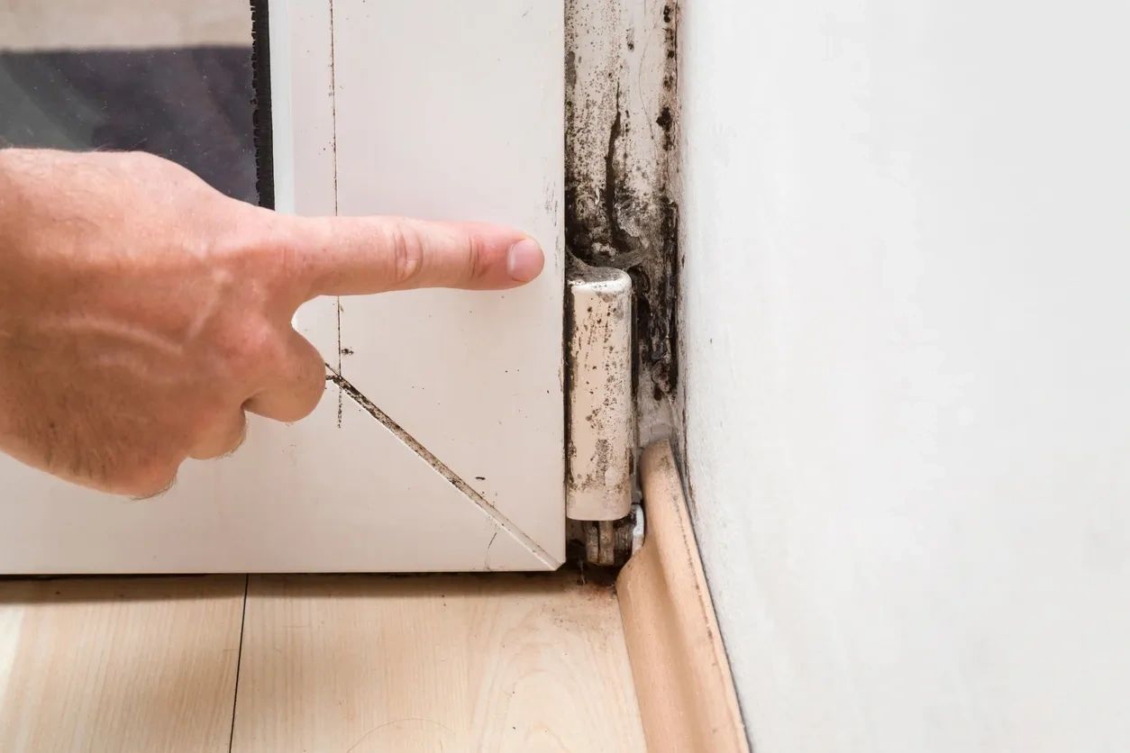The Complete Guide To Mold Remediation Quality First Restoration