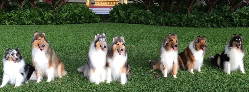 Welcome to the Collie Club of Hawaii - Home of Smooth and Rough Collies