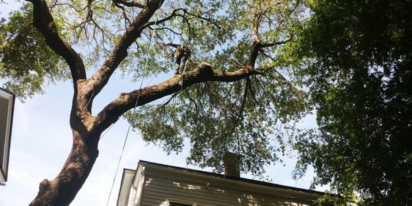 Arborscape Tree - Tree Service, Trimming Trees, Tree Removal