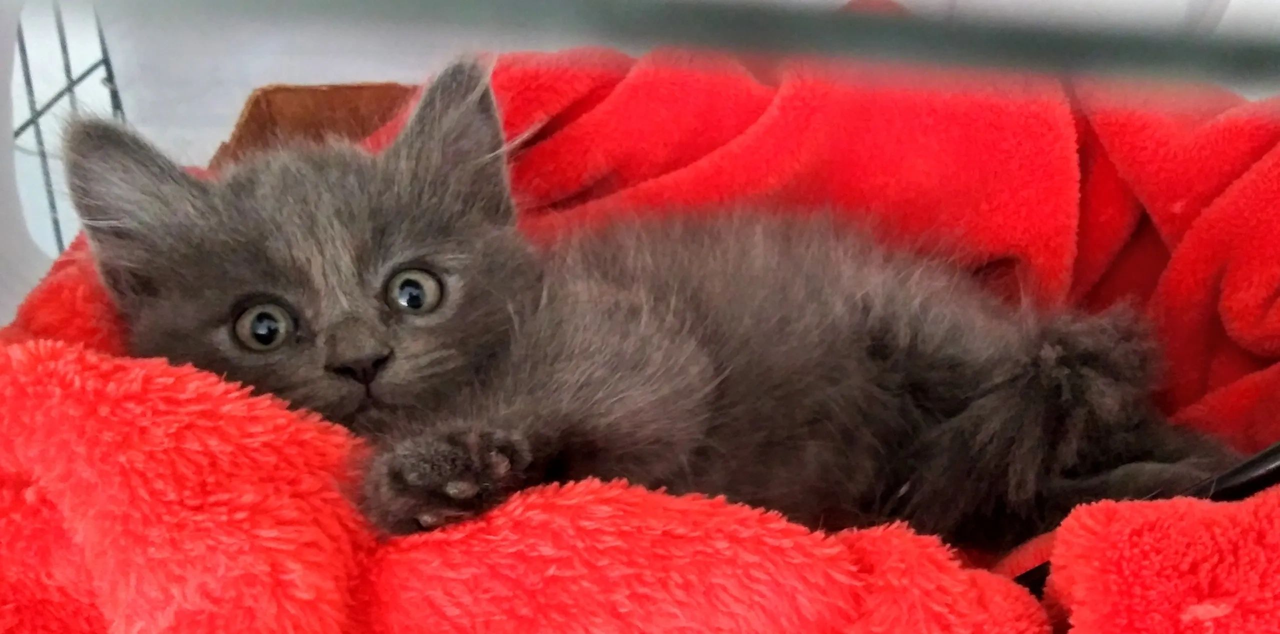 Vegas Cat Rescue - Nonprofit, Cat, Rescue