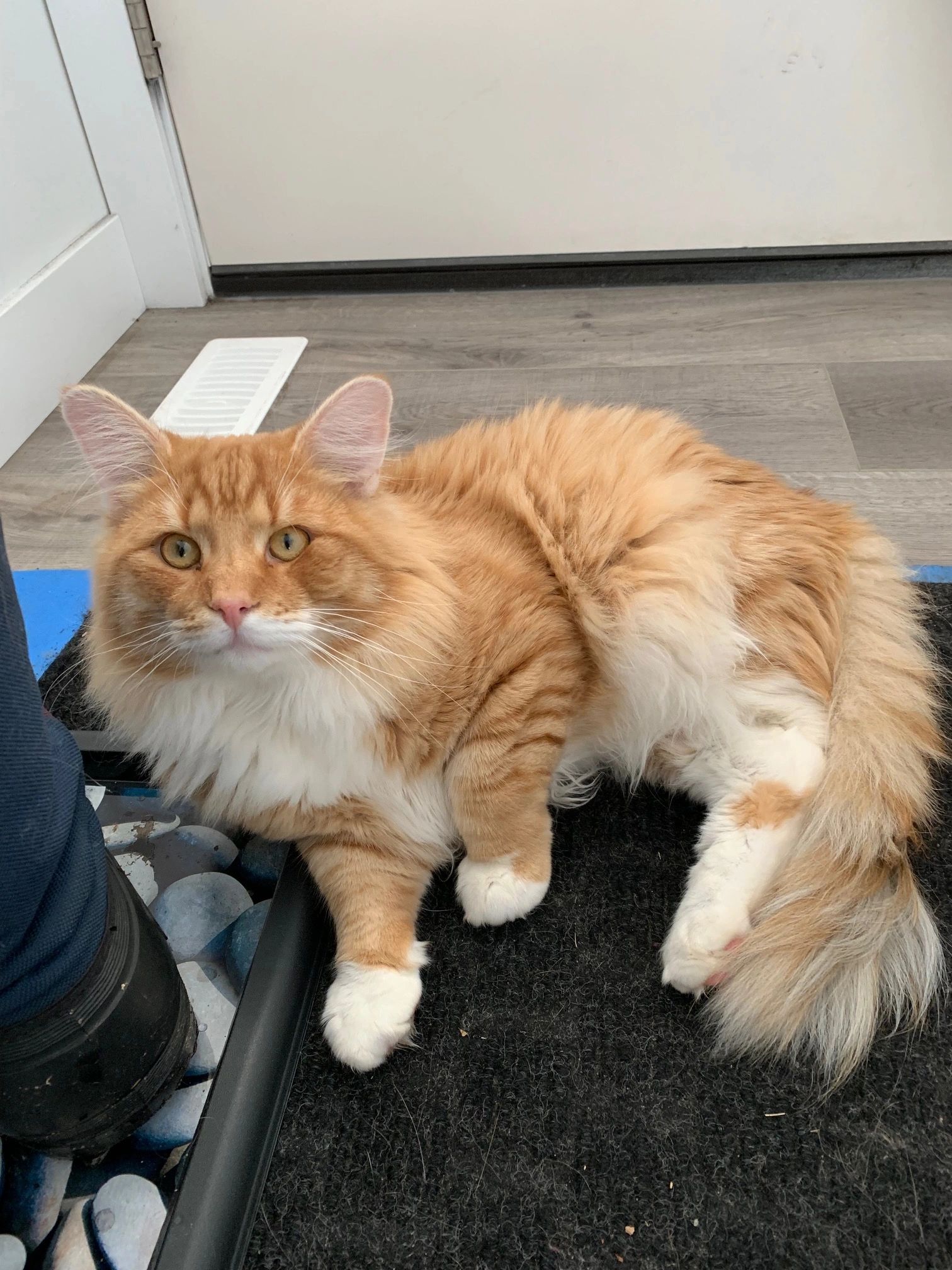 TORDENCAT - Norwegian Forest Cats, Pedigreed Cats and Kittens