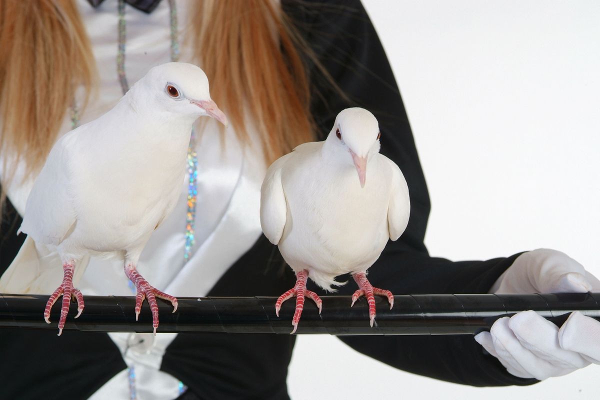 COMBINATION DOVE HARNESS