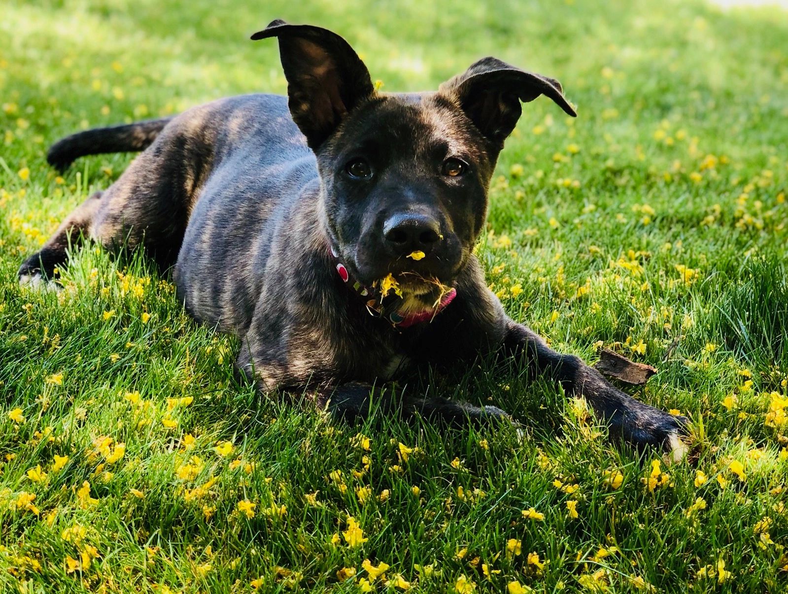 DANX To The Rescue - Professional Dog Training