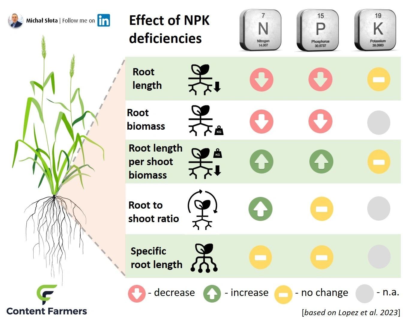 The Impact of Nutrient Shortages on Root Development of Crops