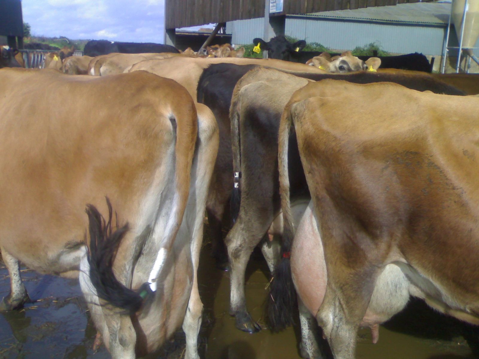 Products Endorsed | Ruminant Management Limited
