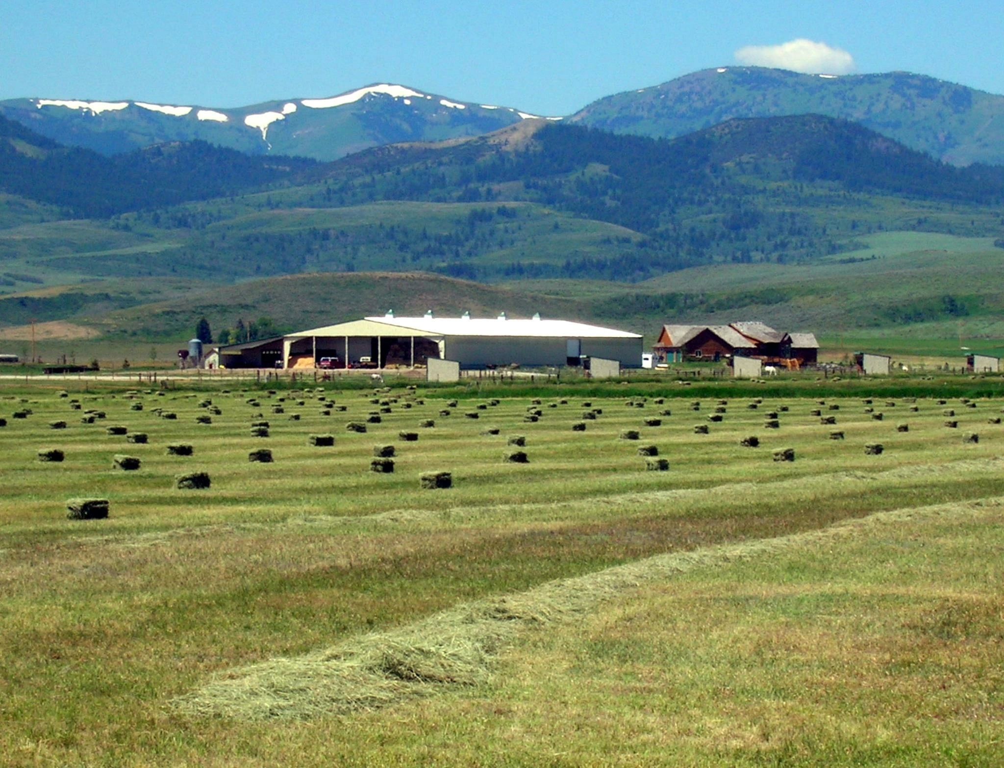 Connemara Sporthorses - Quality Horses for Equestrians