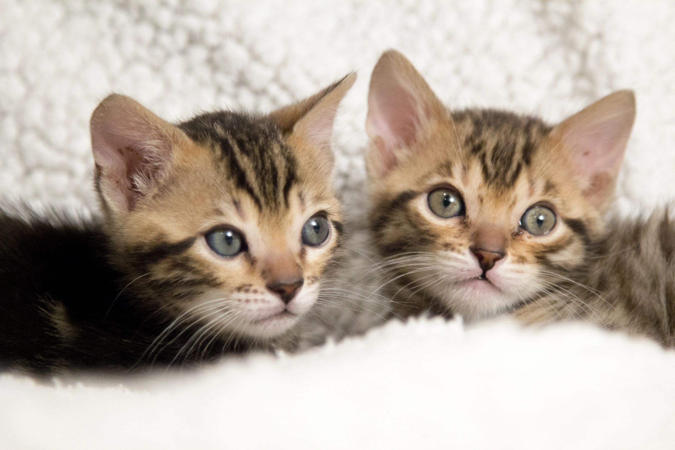 Available Kittens | Colby Bengals