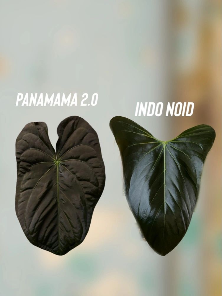 Anthu. panamama 2.0 x Indo Port type