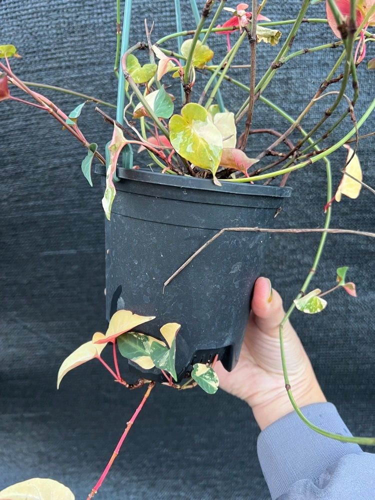 Legacy: fallopia multiflora fully rooted large plant 783