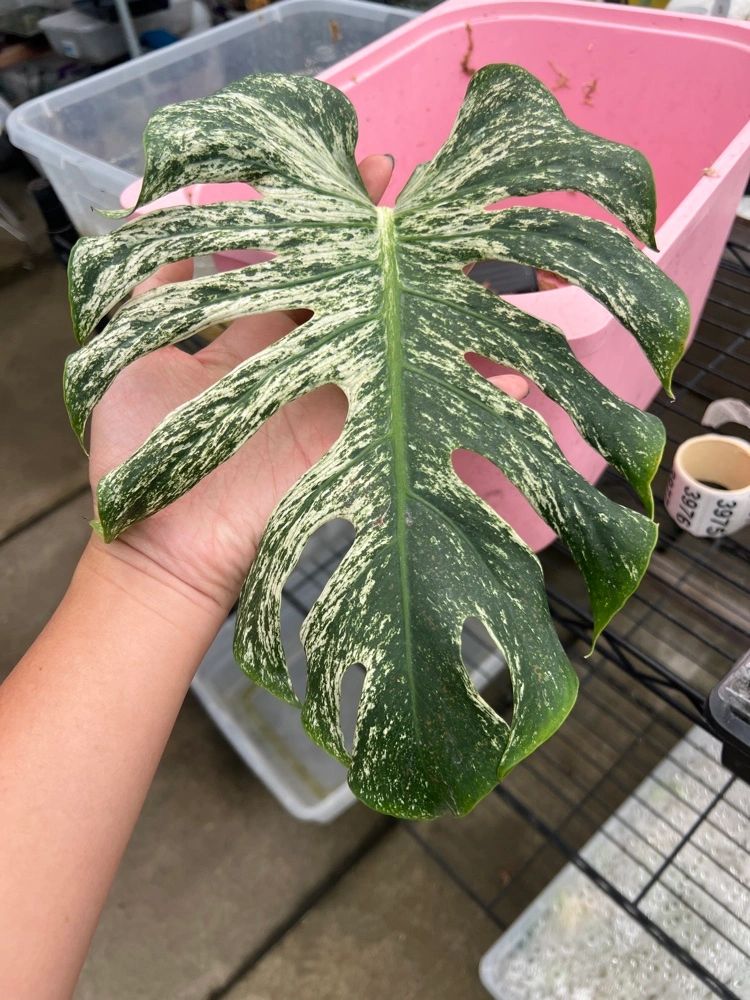 monstera Devil middle cut rooted