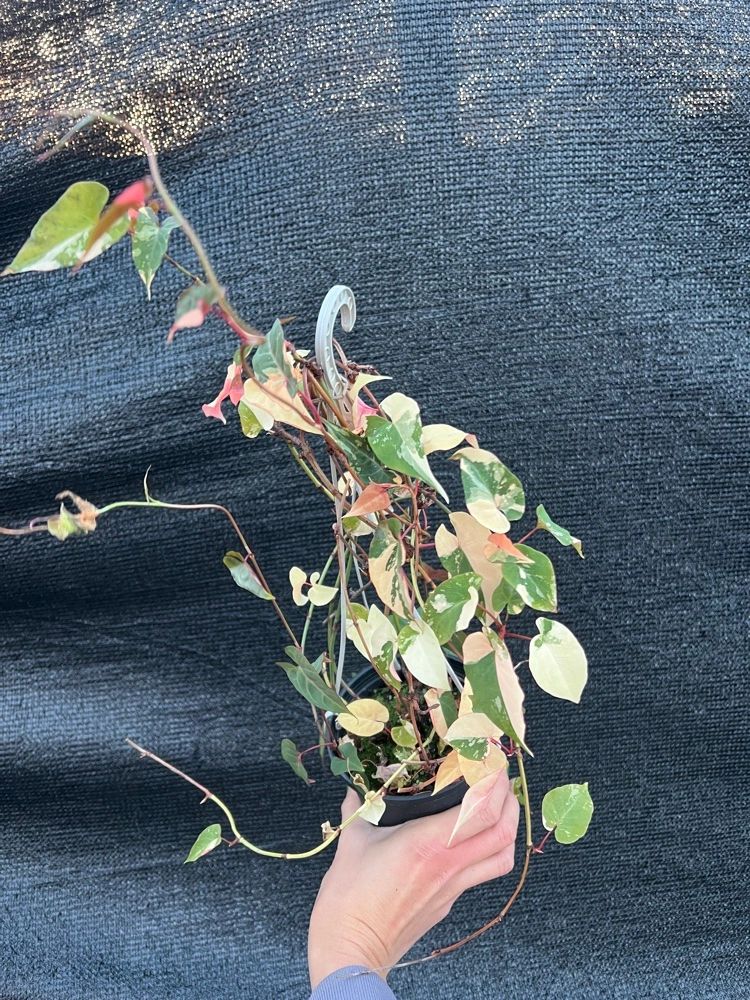 fallopia multiflora variegated full plant